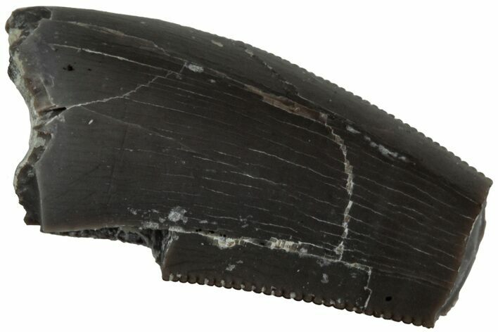 Partial 52 Serrated Triassic Reptile Postosuchus Tooth Arizona 231195 For Sale